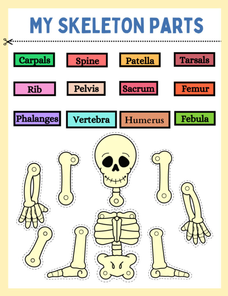 My Skeleton Worksheets and Fun Facts – SHOP